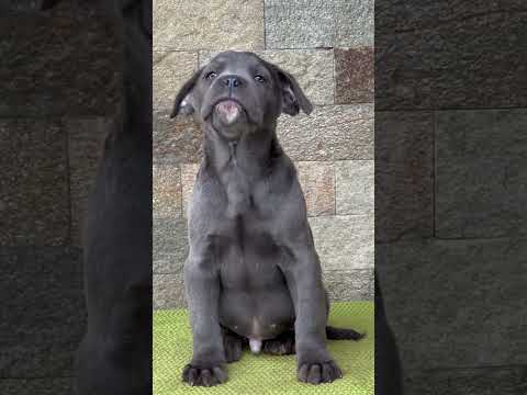 Cane Corso Puppy Barking #canecorso