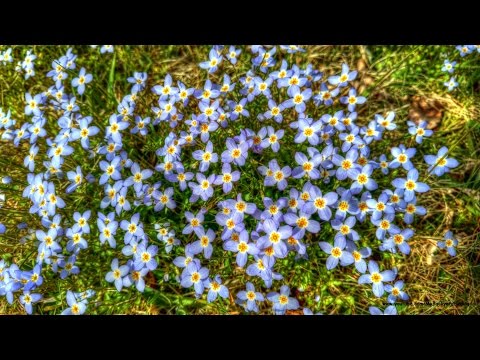 Azure Bluet Spring Wildflowers - 4K UHD Video Test Droid Turbo2