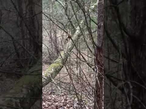 South Carolina Hunting lease Now Available On HLRBO!