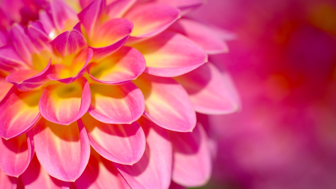 Beautiful Flowers Close Up — Spring Blossoms and Summer Gardens 4K (No Sound)