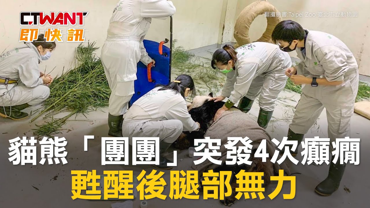 貓熊「團團」突發4次癲癇 甦醒後腿部無力 | 影音 | CTWANT