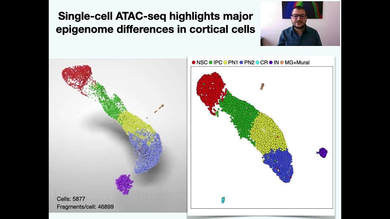 E01.4-Single-cell multiomics data reveals extensive epigenome remodeling during cortical development