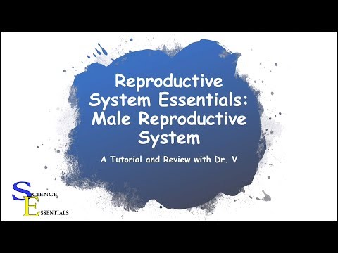Male Reproduction System Essentials | Dr. V