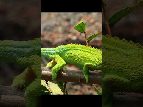 Animals Starting With J| Learn Animal Words That Start With Letters J #animals