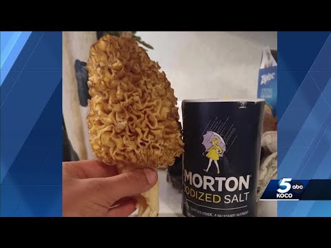 March weather has Oklahomans hunting morel mushrooms