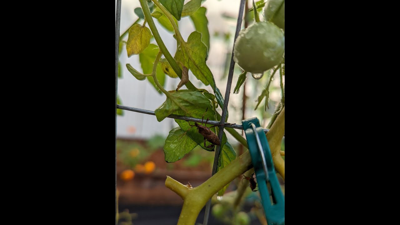 Pest of the day - Leaf footed bug/nymph/stink bug