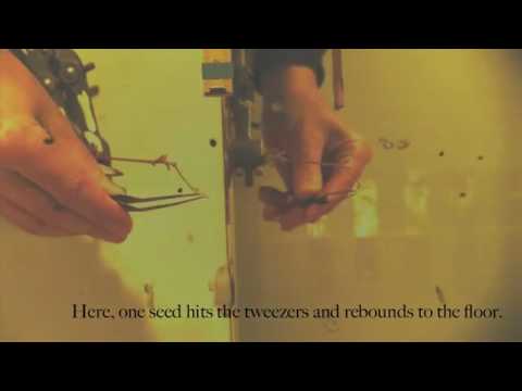 Video mash up of ballistic seed dispersal in action