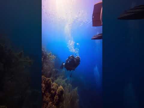 Explore new sights, sounds & friends in vibrant Curaçao blue 🌊 Dive into adventure!