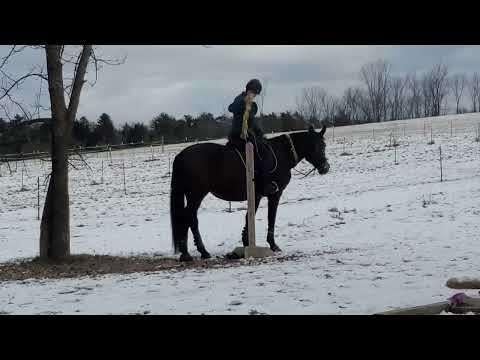 2024 Dec Violet Equagility Lilith T L