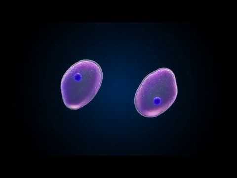 Vectibix