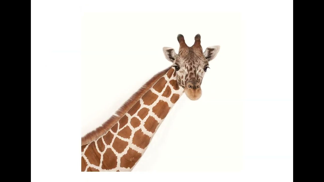 Giraffes Shouldn’t Exist