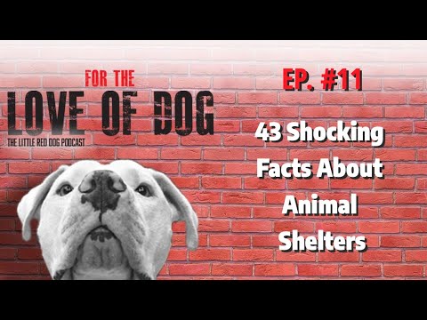 43 Shocking Facts About Animal Shelters | For the Love of Dog