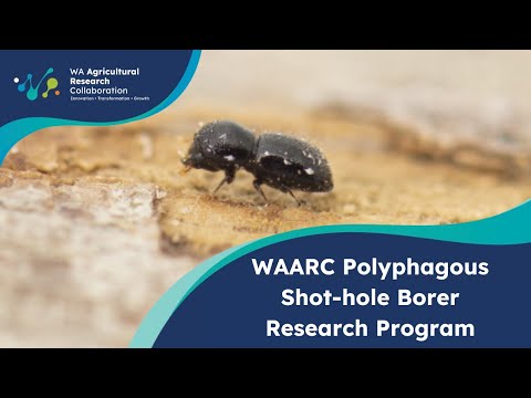 Webinar: Propelling research on polyphagous shot-hole borer