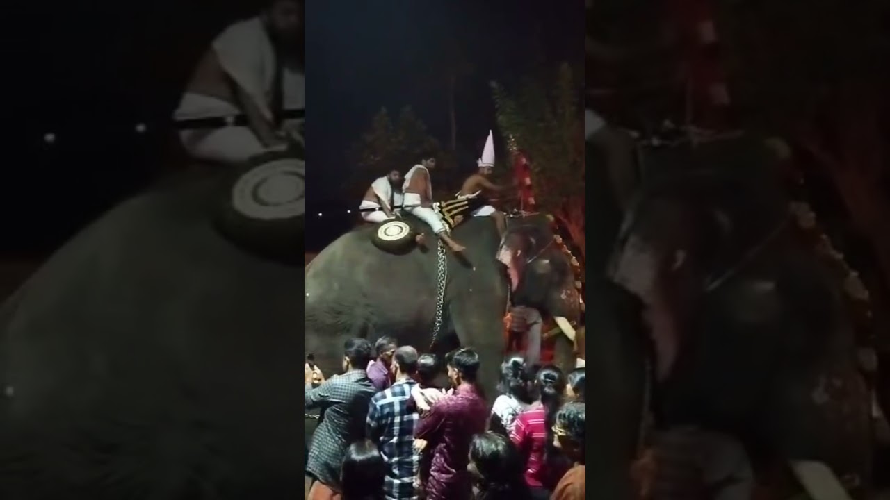Elephants at Muchukunnu Kottayil Temple 3 #elephant #festival #ആനക്കാര്യം #temple #calicut #kerala