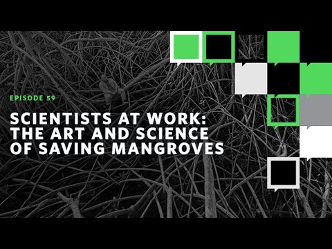 Scientists at Work: The Art and Science of Saving Mangroves