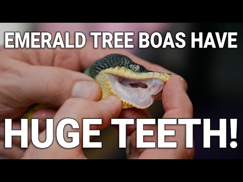 Worldβs Craziest Emerald Tree Boas β MASSIVE Teeth & Rare Morphs! | NERD Behind the Scenes