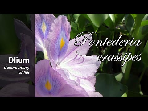 Common water hyacinth (Pontederia crassipes) - part 2