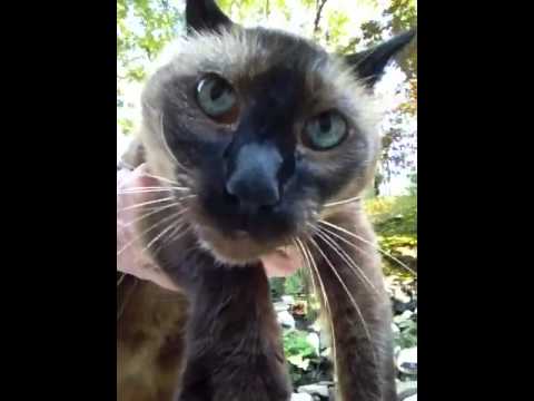Happy  Birthday from Grumpy Cat