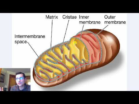 Making NADH and FADH2: The Citric Acid Cycle (Cellular Energetics #3)