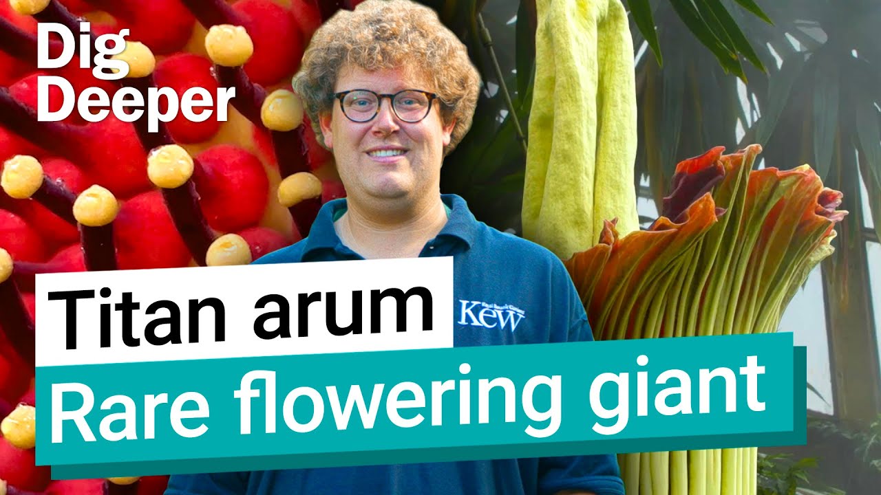 Corpse flower: Is the titan arum Kew's smelliest plant? | Dig Deeper Episode 4 | Kew