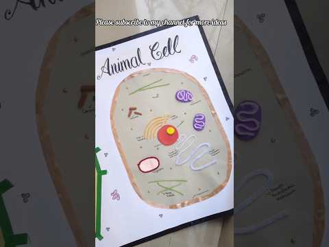 Animal cell plant cell model/How to make plant cell model & Animal cell model for science fair #diy