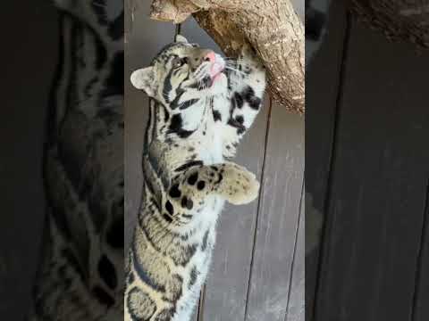 This clouded leopard cutie thinks it’s always playtime! #cloudedleopard #snakefarm #shorts
