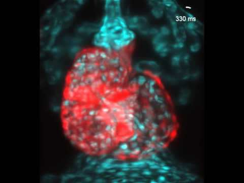 Max Planck Scientists Image A Beating Heart In 3D | Science and ...