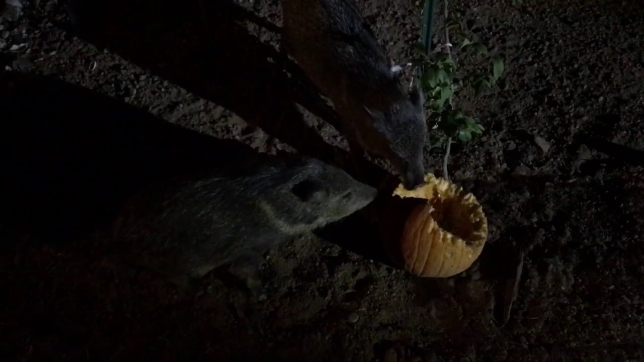 Javelina clacking teeth