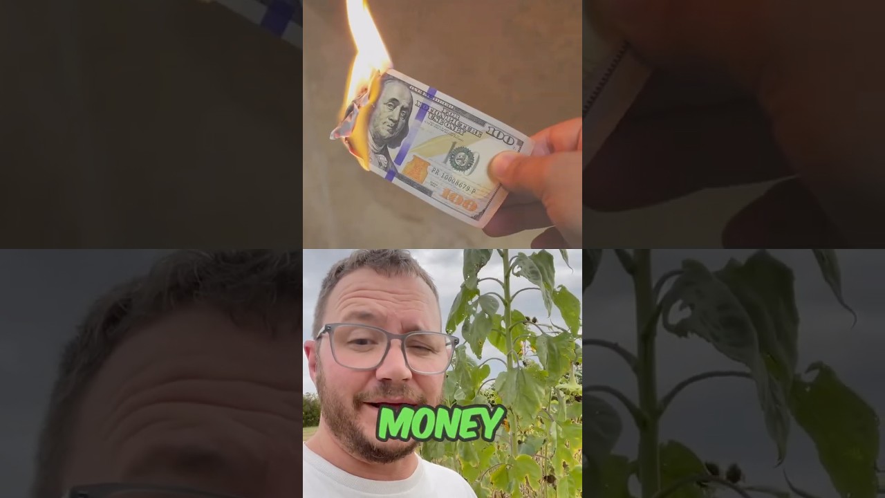 Repurposing Sunflowers as Garden Stakes #viral #gardenhacks #Sunflowers #homesteading