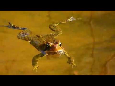 Wild Face: Life Cycle