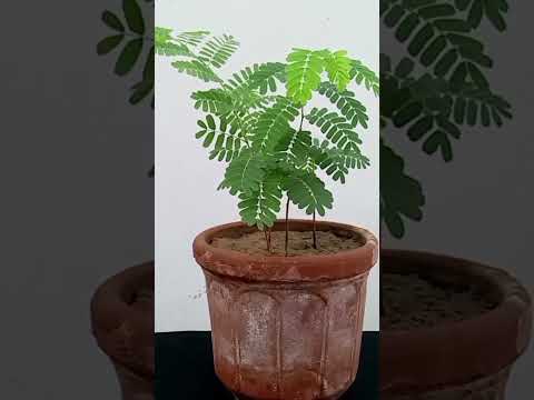 What is a Sapling? | Bonsai Basics Explained #bonsai #saplings #tamarind