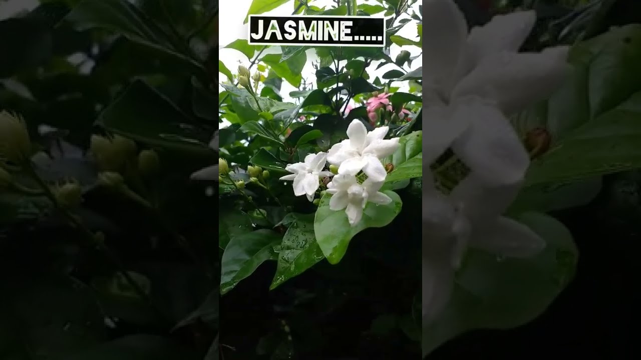 Beautiful Jasmine 🌸🌸🌸🌸🌸 Beautiful flowers
