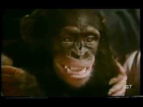 1968: Johnny Weissmuller takes the Opel Mini-Brute to the elephant car wash