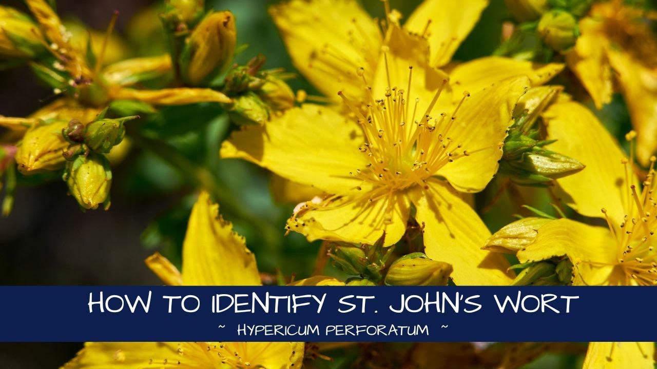 How to Identify St. John's Wort (Hypericum perforatum)