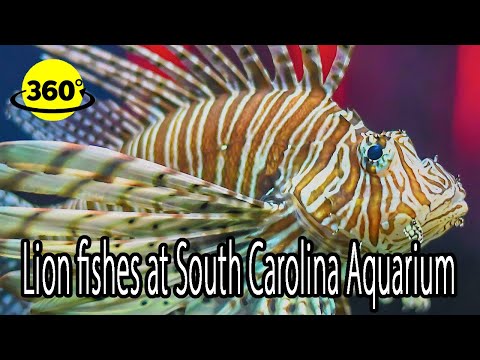 360° Video | Lion fishes at the South Carolina Aquarium in Charleston SC