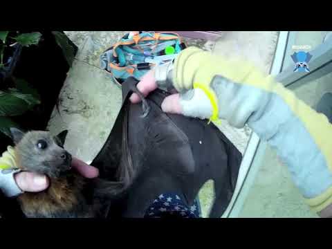 Rescuing a juvenile flying-fox in a courtyard: this is Birch