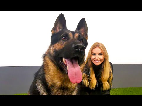 THE GERMAN SHEPHERD DOG - Working line or Show?