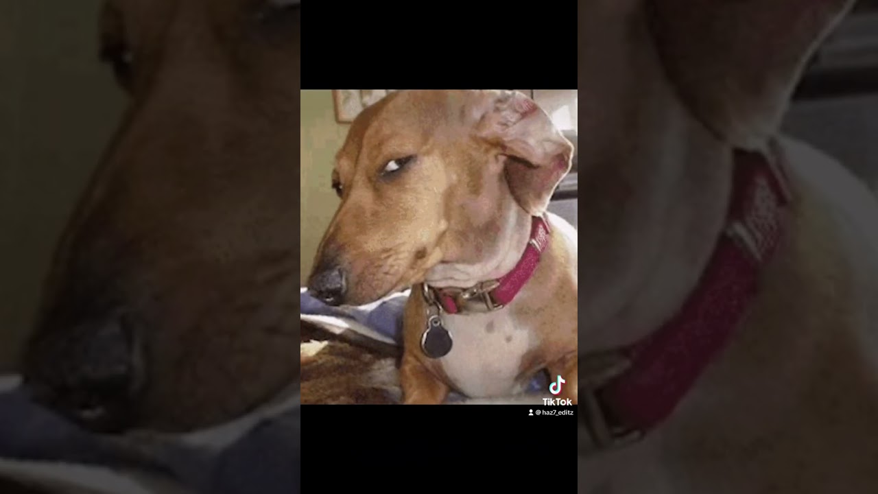 Dog side eye meme