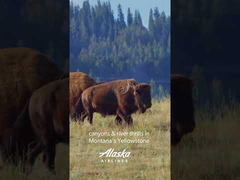 Yellowstone’s Calling: Save 40% on Alaska Airlines Flights at CheapFareGuru.com Today!