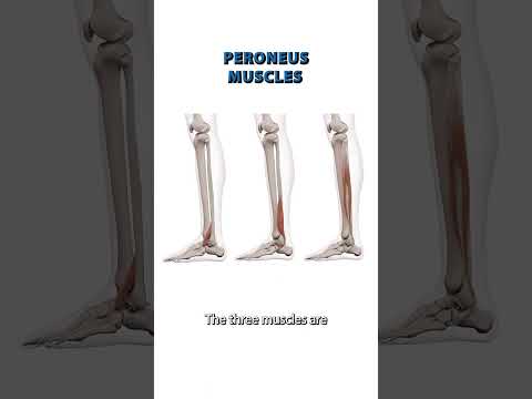 The Peroneus Muscle
