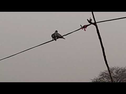 love birds romantic couple | village vlog | Arshad Ali