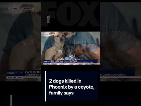2 dogs killed in Phoenix by a coyote, family says | FOX 10 Phoenix