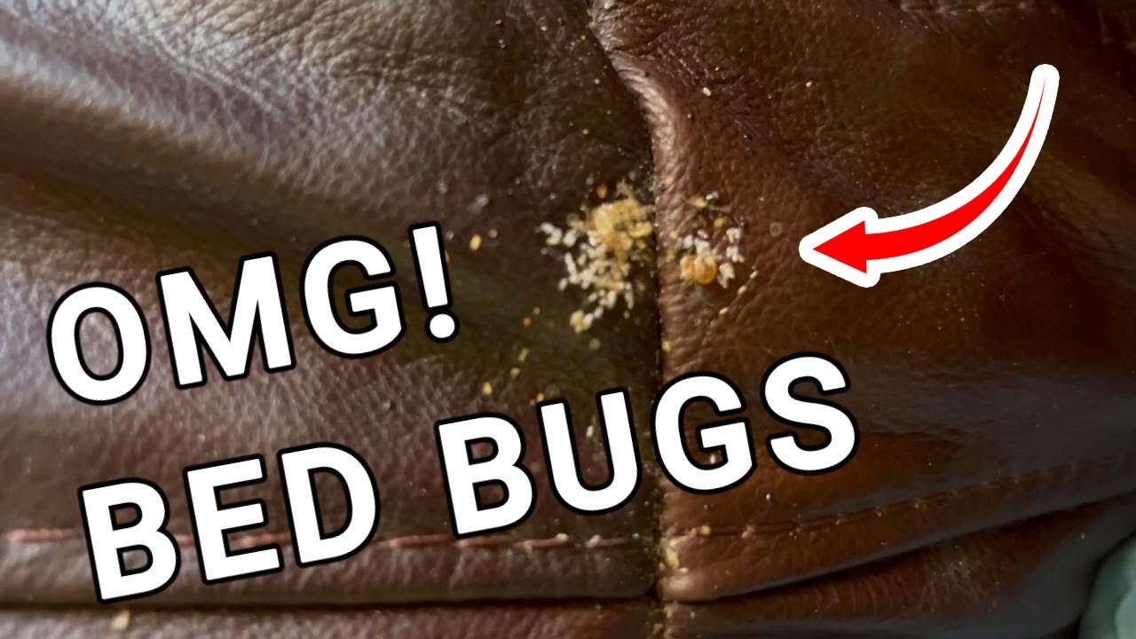 DIY Bed Bug Removal Guide  What Works and What Doesn't in 2026