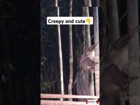 This Lemur is CURSED?! ššļø The Creepiest Finger in Nature! #ayeaye #animalfacts #weirdanimals