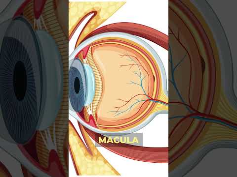 Can These 3 Nutrients Save Your Eyesight?