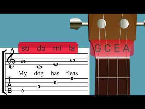 Ukulele History, Parts, and Tuning