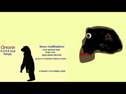 HOMINID FAMILY TREE 1