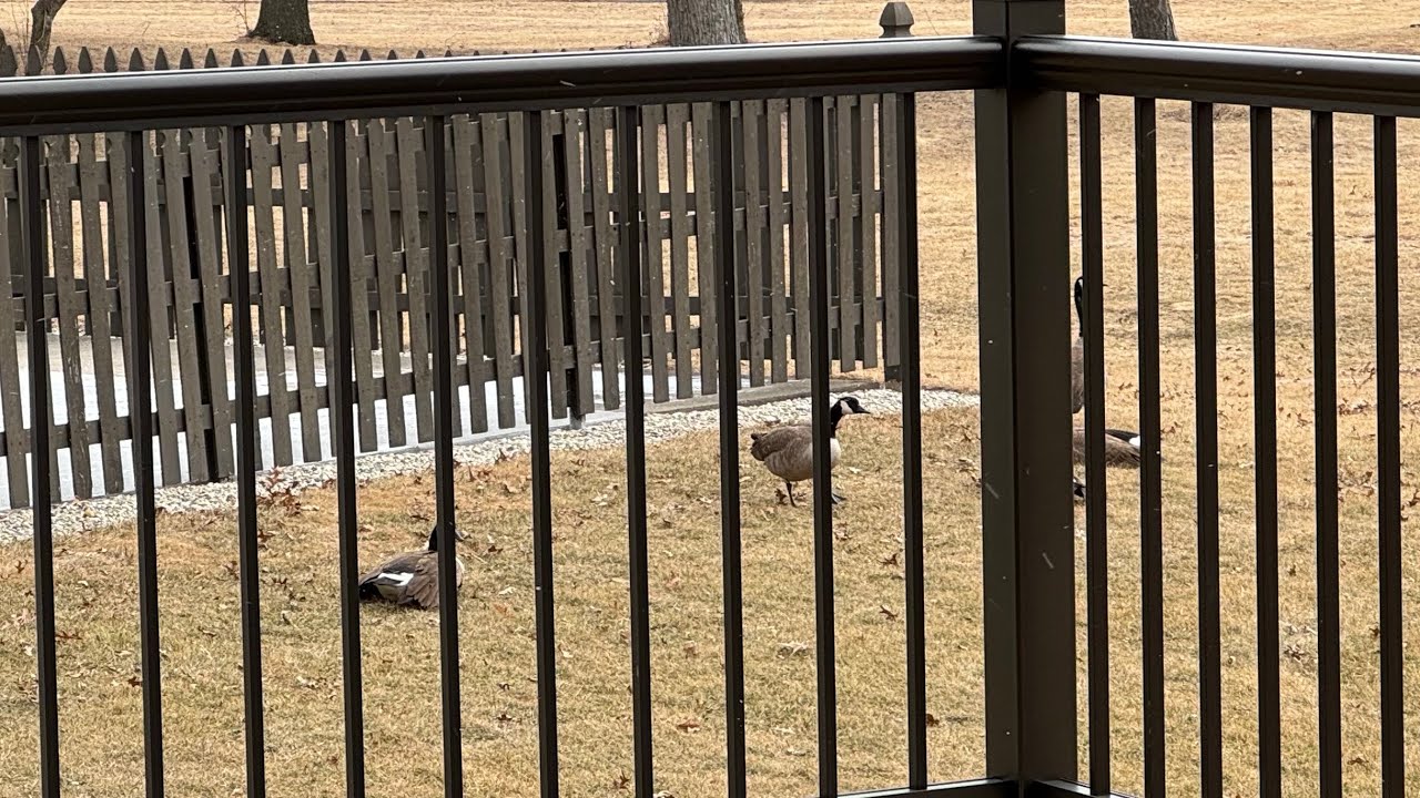 Flocks-Gaggles of Geese On Grass Fly Away From Green Laser February 11 2025 Northbrook Illinois USA