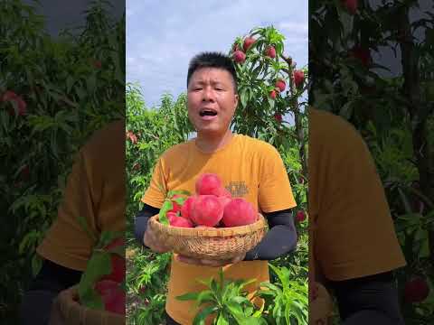 Red Peaches Farm #Agriculture #Fruit #FruitFarming #FruitHarvest #Farmer