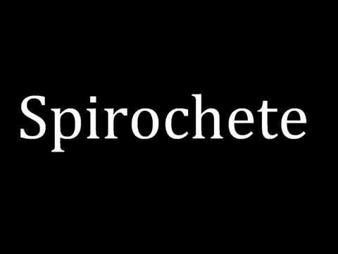 How to pronounce Spirochete